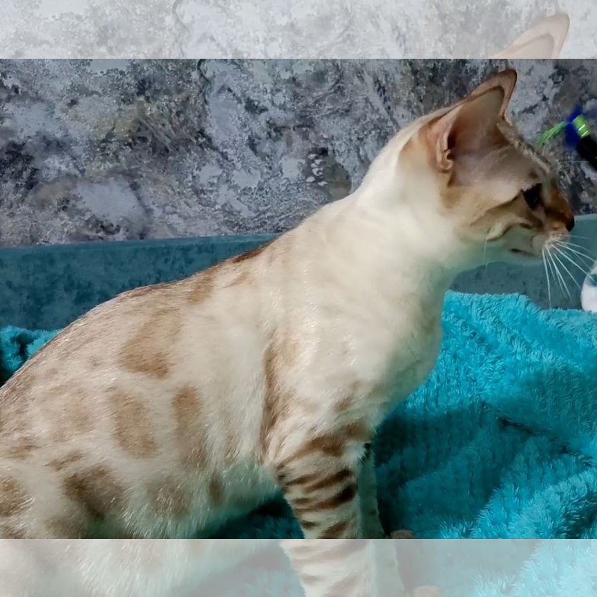 Бенгальская, взрослая кошка