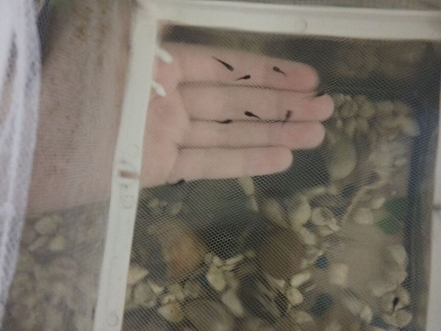 Мальки рыбки Молли