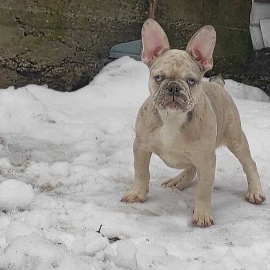 Альф щенок французского бульдога