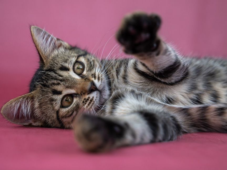 Котенок Окси