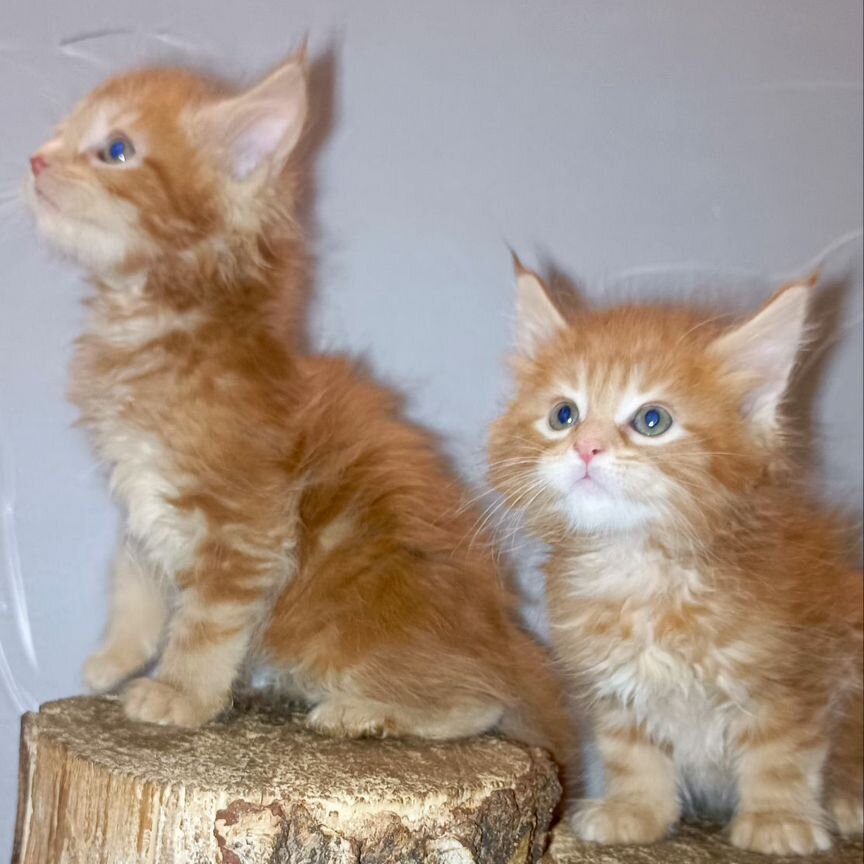 Котята мейн-кун
