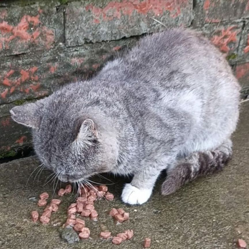 Взрослый кот в добрые руки