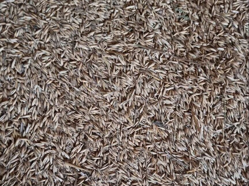 Фуражная пшеница, Фуражный овёс на корм