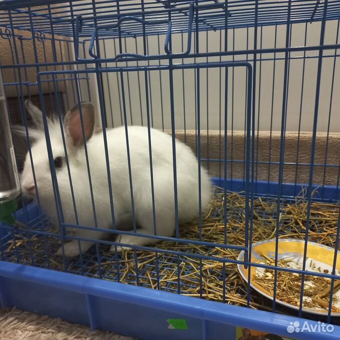 Продается декоративный маленький красивый кролик