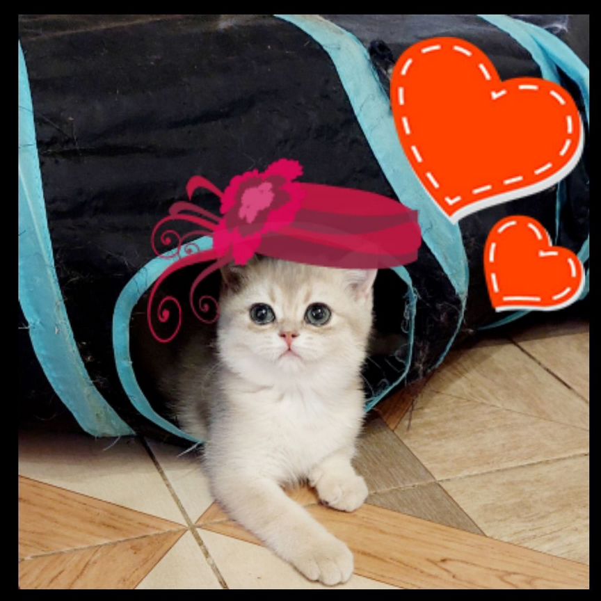 Две куколки