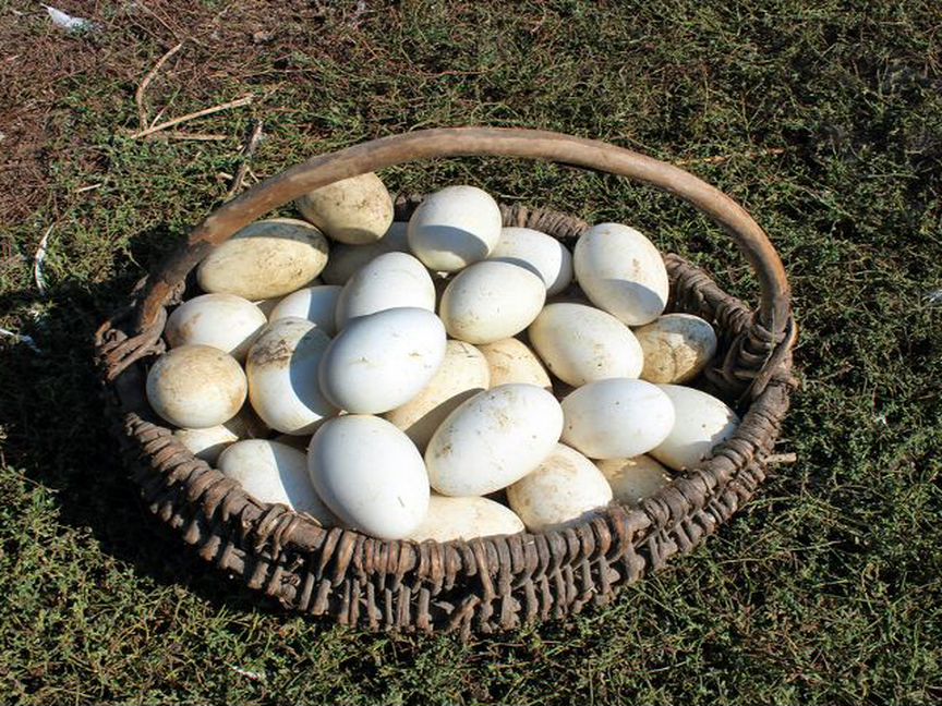 Инкубационные яйца гусей Холмогоров. Есть доставка