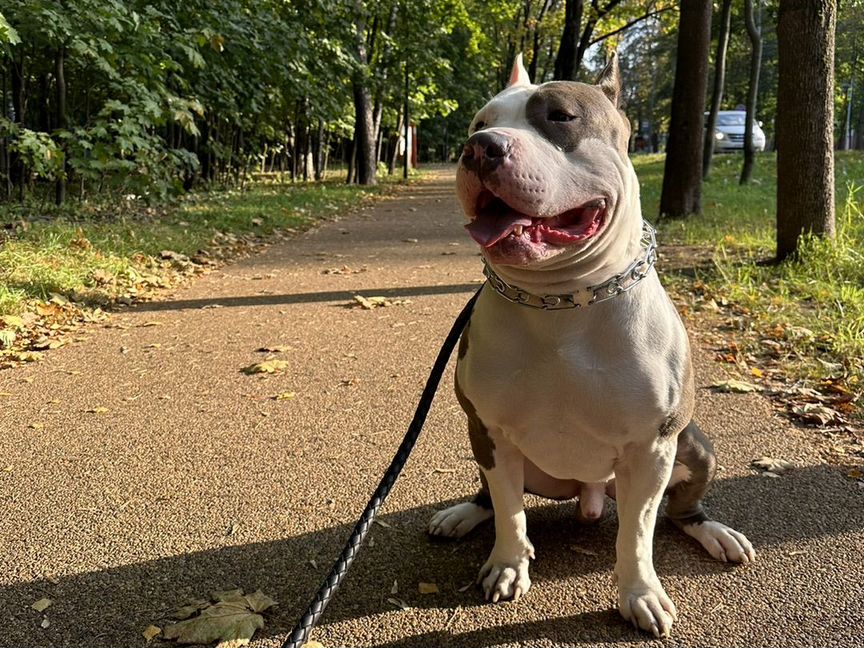 Щенки Американский булли xl