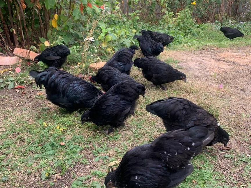 Куры и петух декоративные