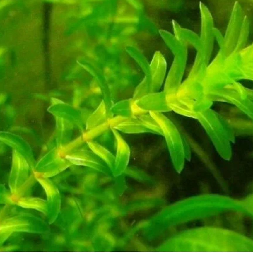 Аквариумные растения