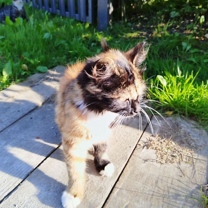 Котята в добрые руки