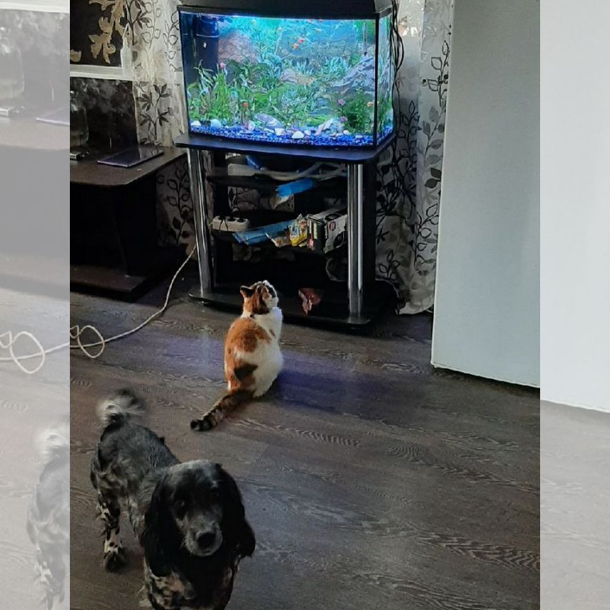 Аквариум телевизор 100 литров