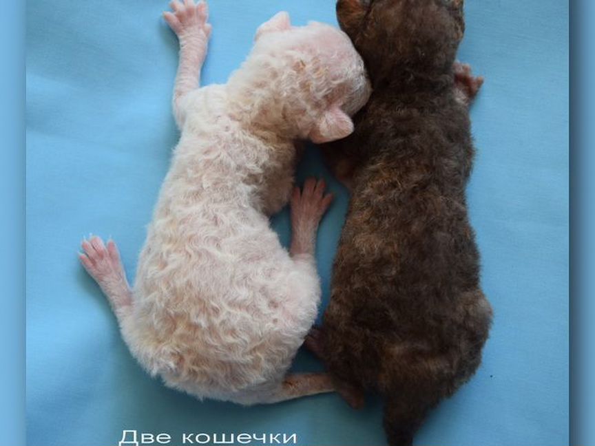 Корниш рекс котята к резервированию