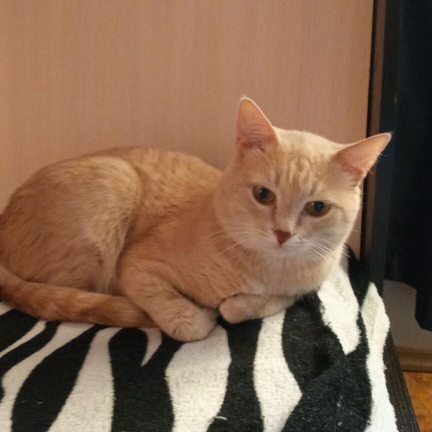 Кот