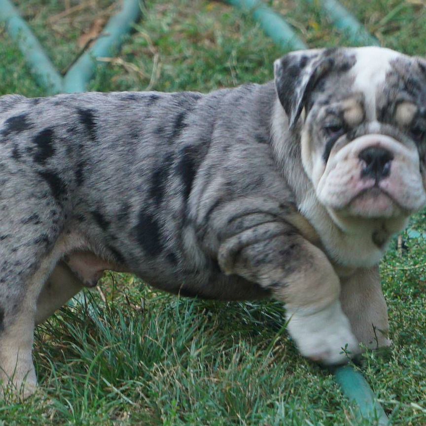 Английский бульдог