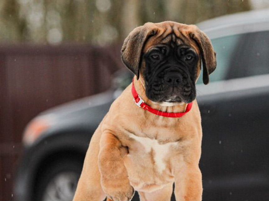 Щенки бульмастифа