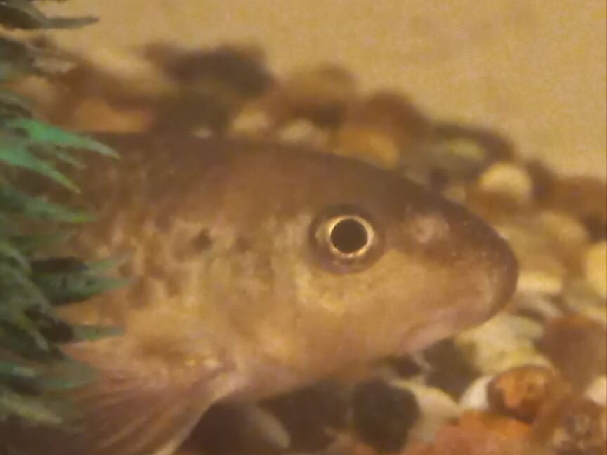 Рыбка гарра руфа