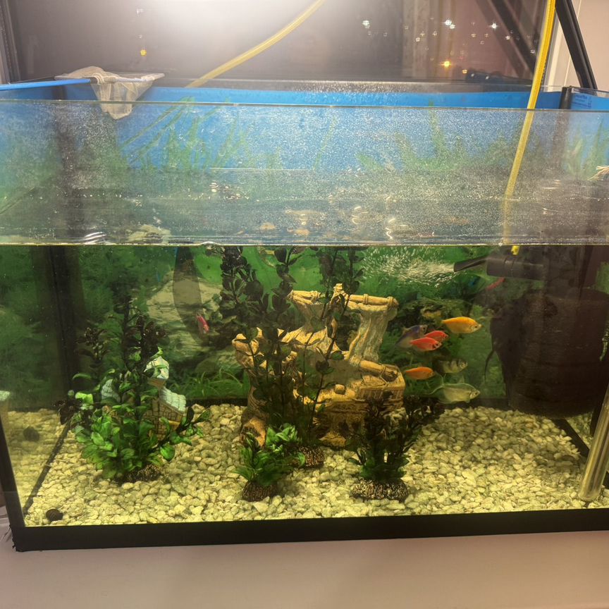 Аквариум с рыбками