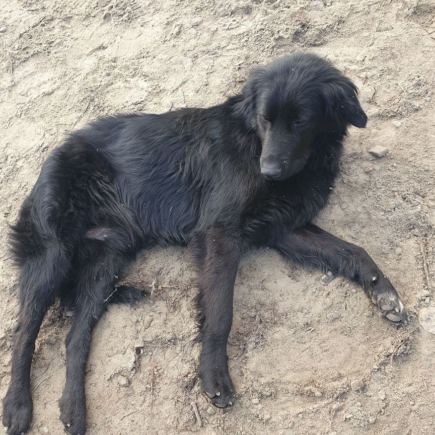 Пес очень хочет найти себе хозяин