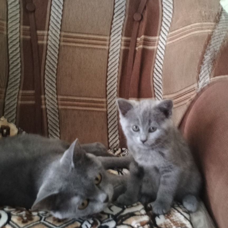 Британский длинношёрстный котёнок