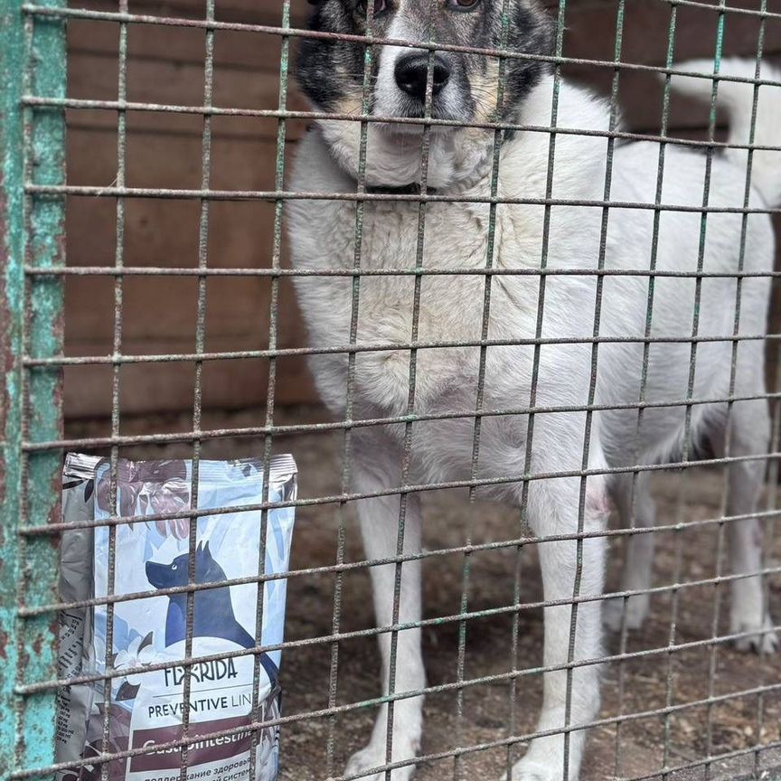 Лютик ищет поддержку