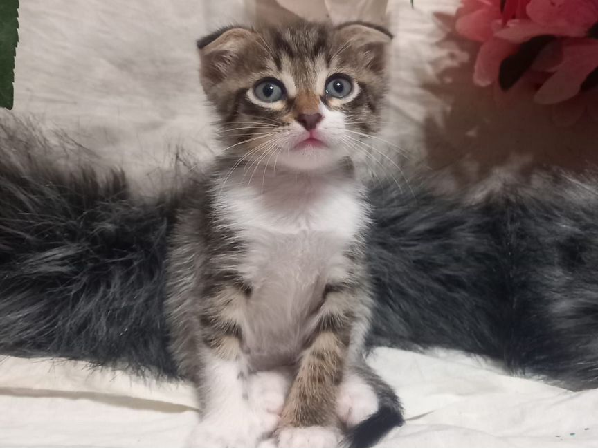 Котик лапочка
