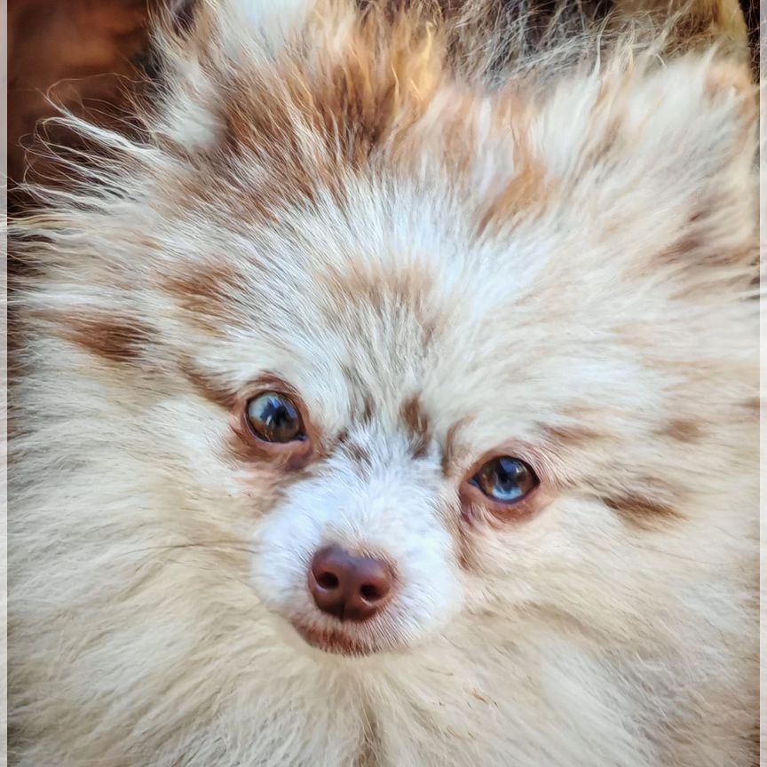 Померанский шпиц, взрослая собака