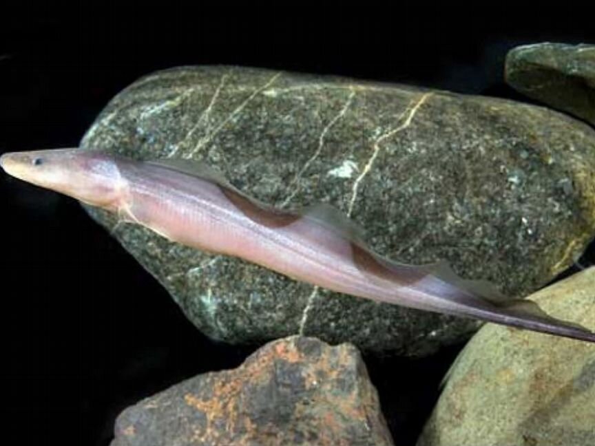 Нож Нильский Гимнарх (Gymnarchus niloticus)