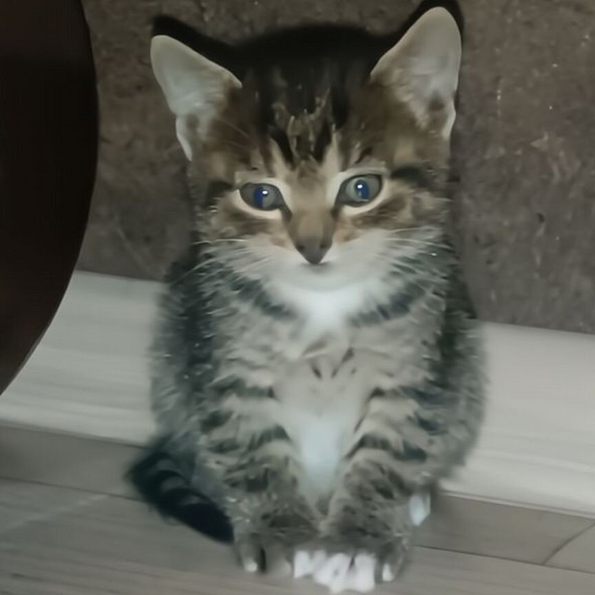 Сибирский котёнок