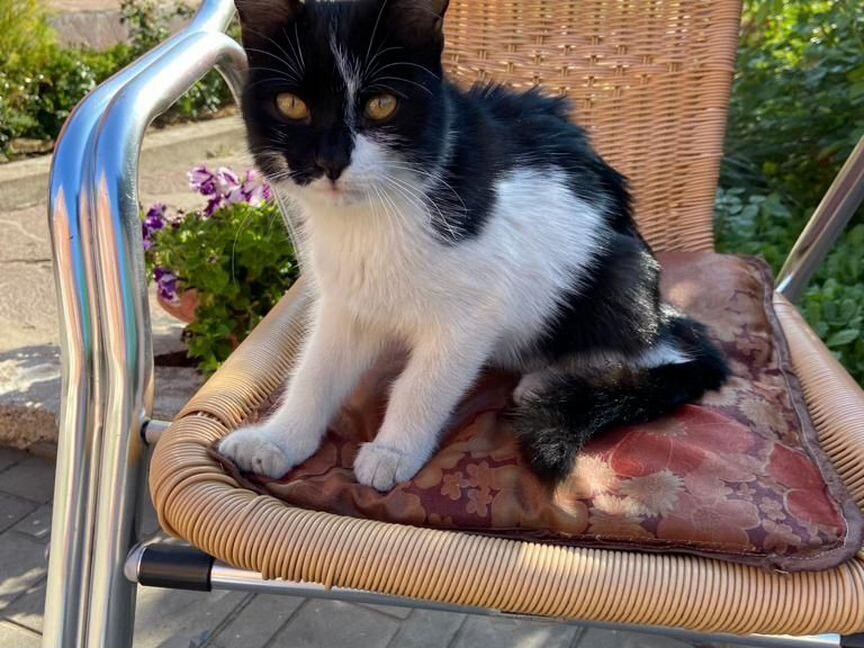 Черно-белый Котенок ищет дом