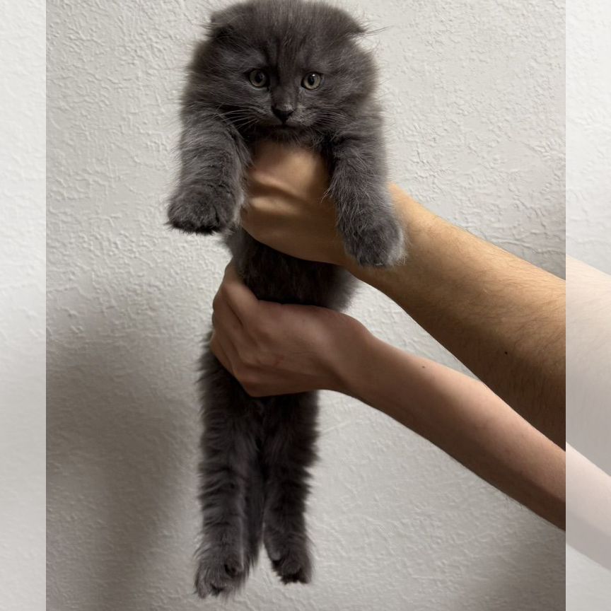 Шотландский вислоухий длинношёрстный котёнок