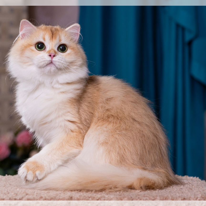 Котенок шоколадная шиншилла шелл