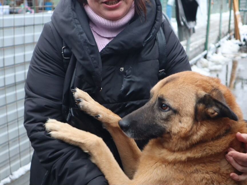 Отдам в добрые руки