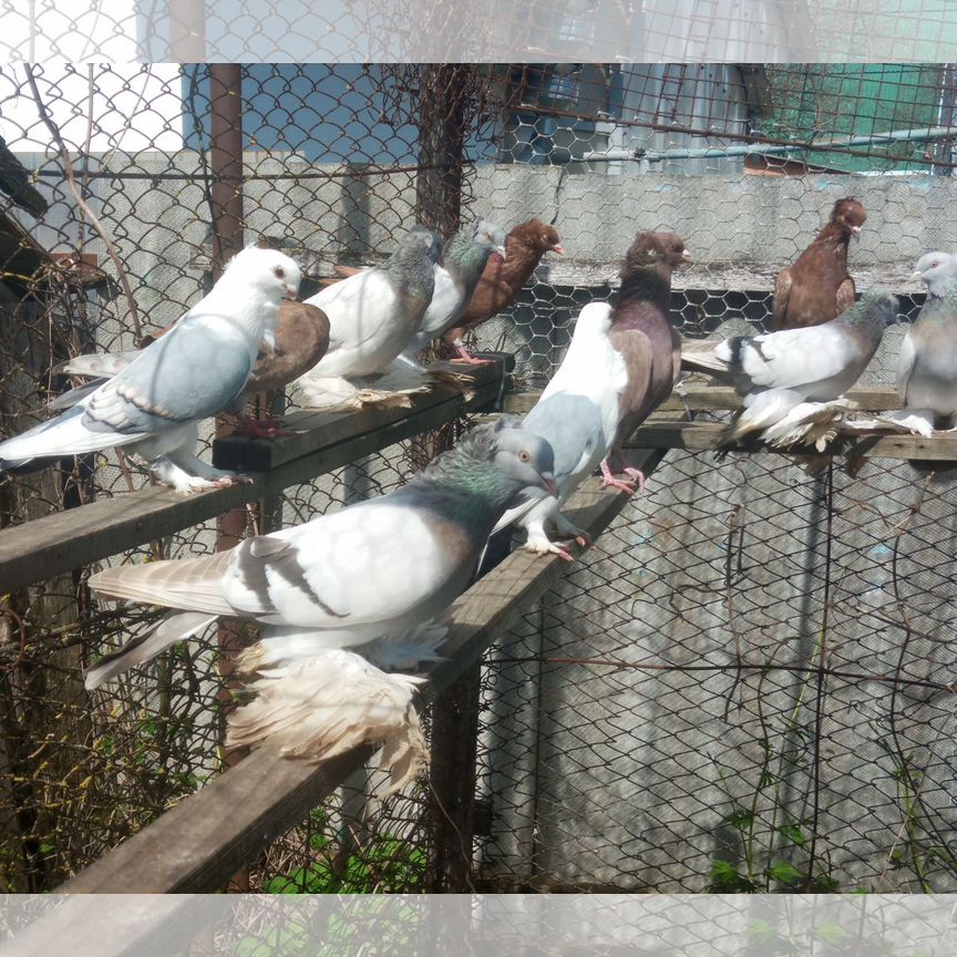 Голуби разных пород