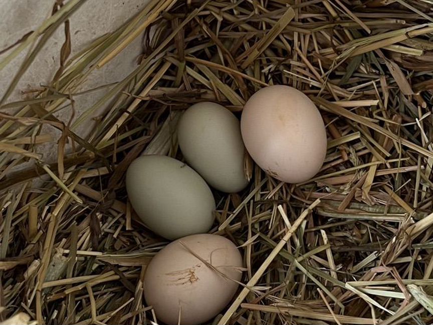 Куры несушки легорн и ухейилюй