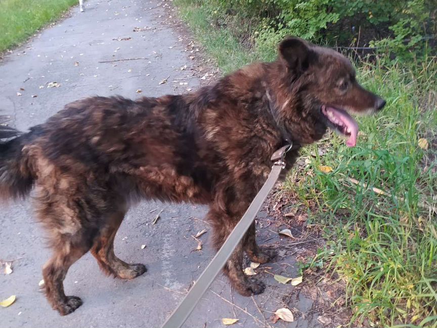 Большой, сильный, добрый пес на охрану