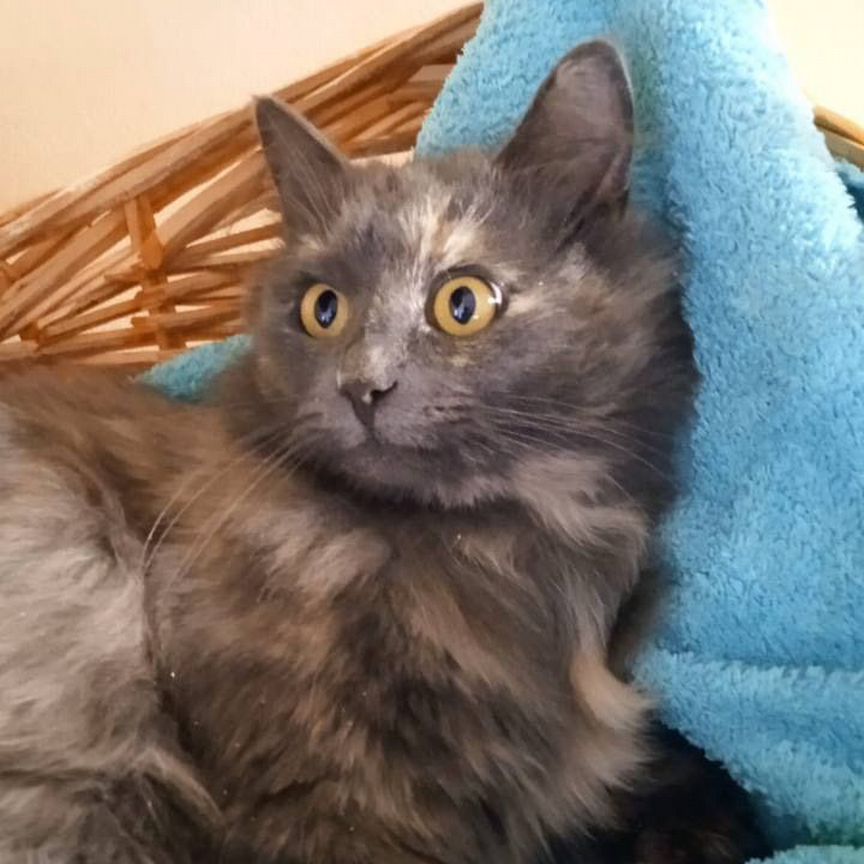 Уникального окраса кошка