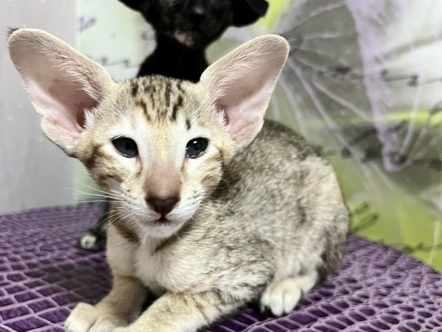 Ориентальные котята. Кошка