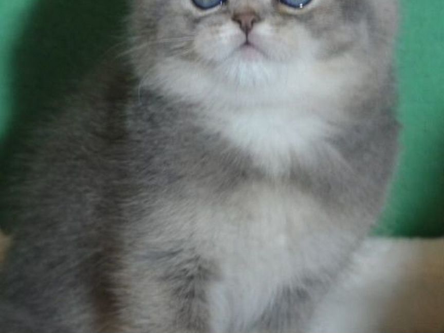 Британка голубое золото