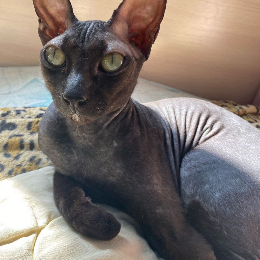 Отдам в добрые руки кошку сфинкс