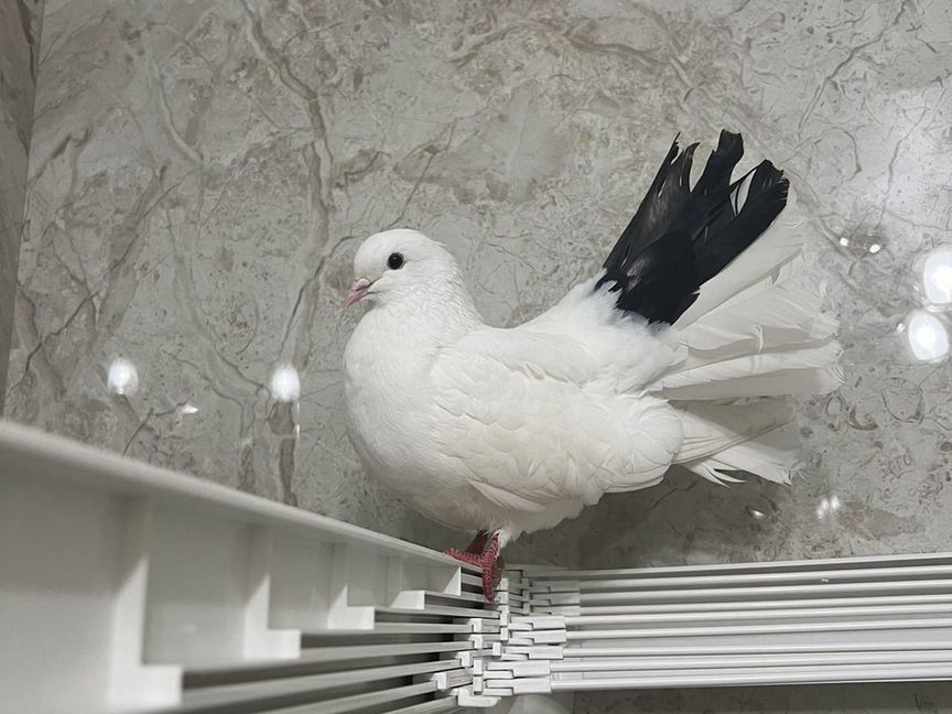 Продам голубя