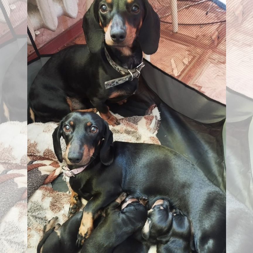 Кроличья такса, взрослая собака