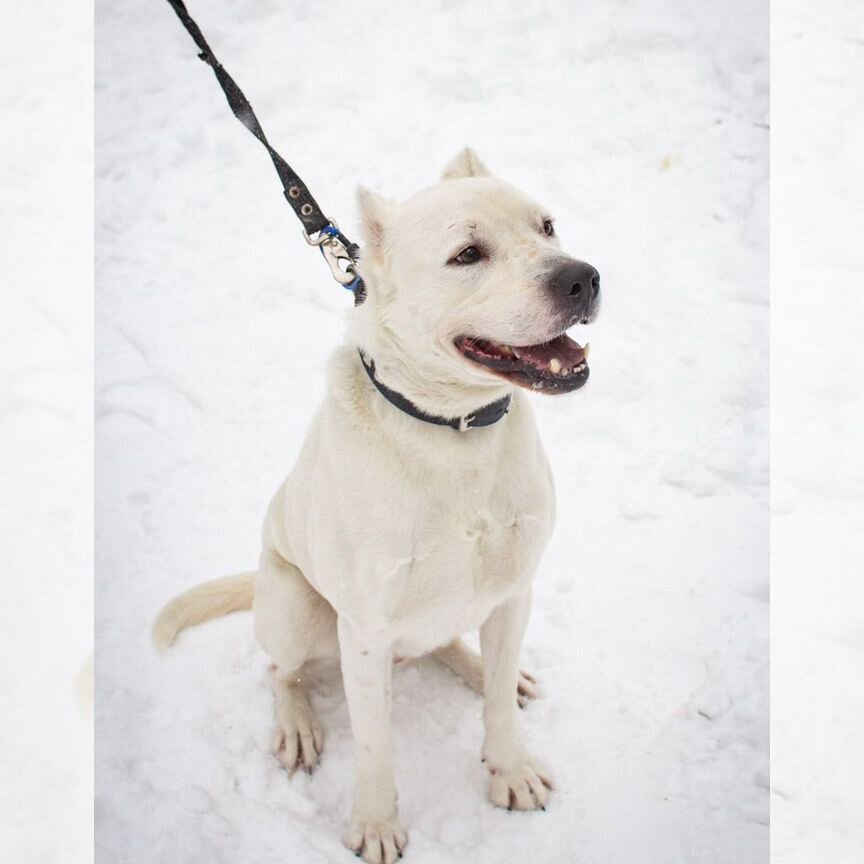 Аргентинский дог, взрослый пёс