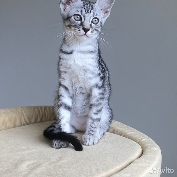 Саванна серебро