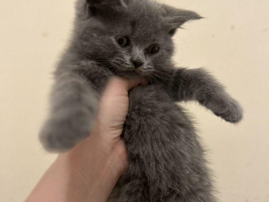 Котенок