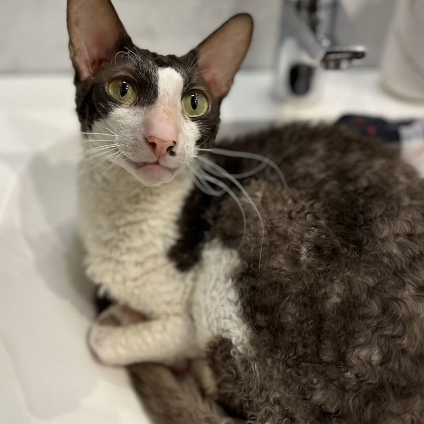 Кот
