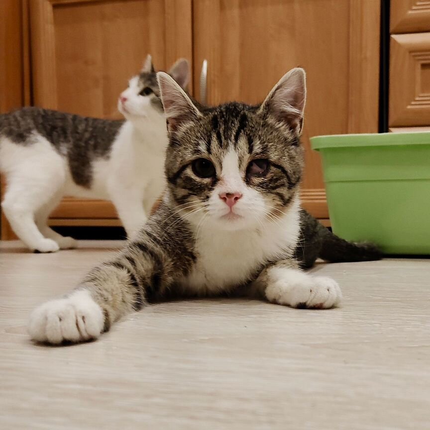 Котёнок ласковый