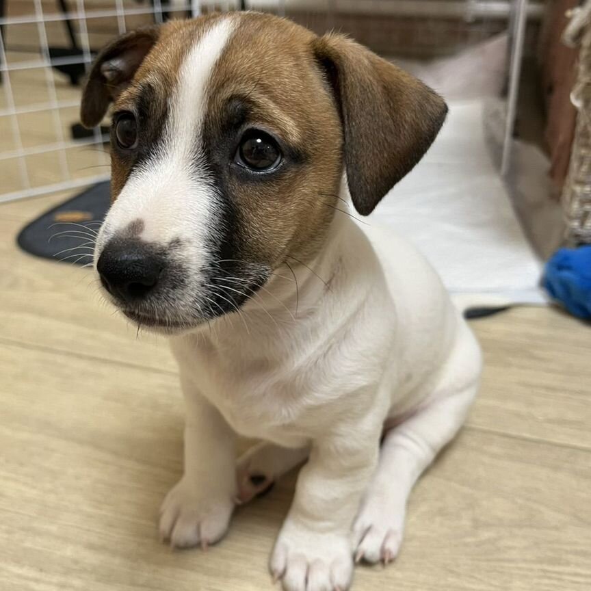 Джек-рассел-терьер, щенок