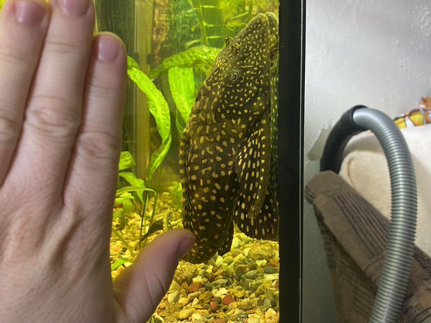 Сом птеригоплихт