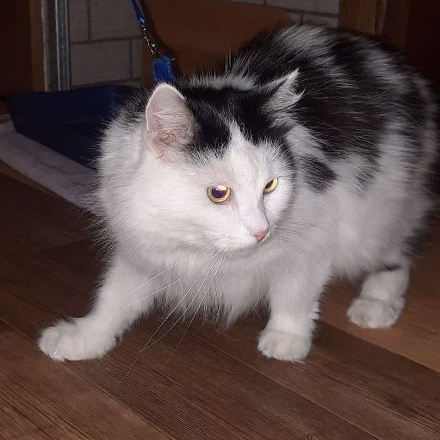 Ляля в добрые руки