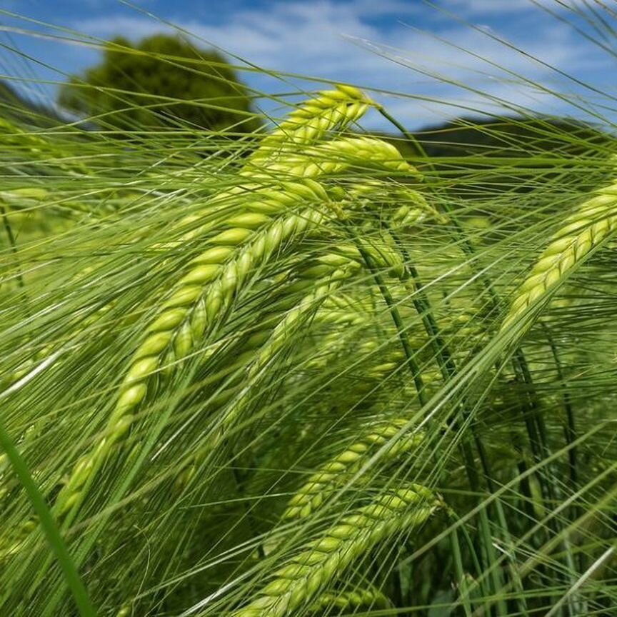 Ячмень яровой